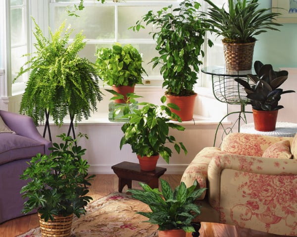 9 plante pe care să le ții în dormitor