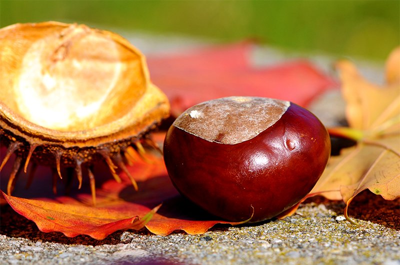 Tinctura de Castane Sălbatice, Leac Excepțional pentru Afecțiuni Grave