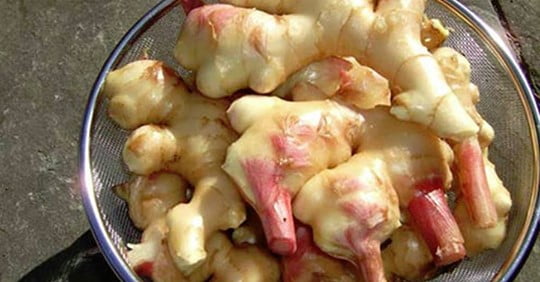 Ghimbirul: proprietati, beneficii si recomandari pentru o viata sanatoasa