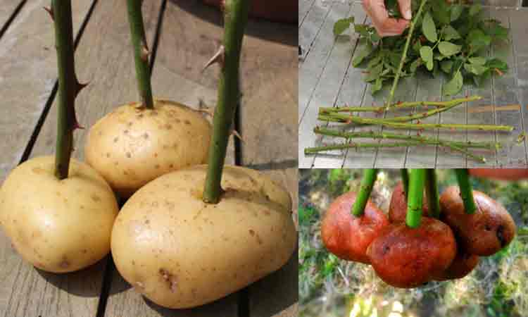 Inmultirea trandafirilor prin butasi, metode de prindere mai rapida a ...